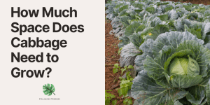 How Much Space Does Cabbage Need to Grow? (Fully Explained) - Foliage ...