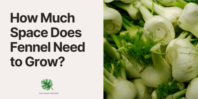 How Much Space Does Fennel Need to Grow: A Quick Guide for Gardeners ...