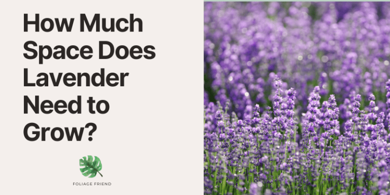 How Much Space Does Lavender Need to Grow: Essential Guide for ...