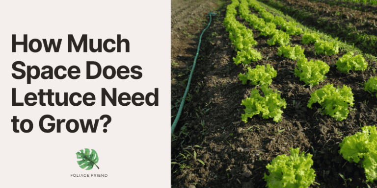 How Much Space Does Lettuce Need to Grow: A Comprehensive Guide ...
