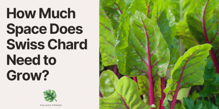 How Much Space Does Swiss Chard Need to Grow: Essential Guidelines for ...