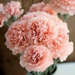 10 Flowers That Represent First Love: Age Of Innocence - Foliage Friend ...