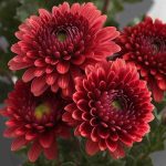 10 Flowers That Represent First Love: Age Of Innocence - Foliage Friend ...