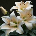 10 Flowers That Represent Sadness: The Beauty In Emotions - Foliage ...