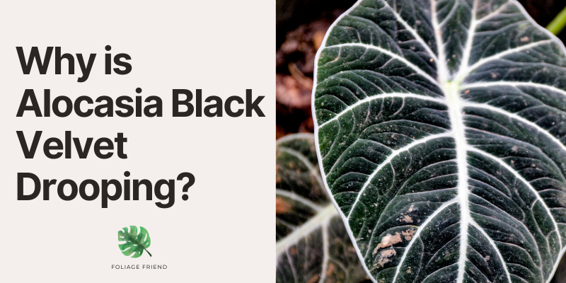 Drooping Plants - Foliage Friend - Learn About Different Types of Plants