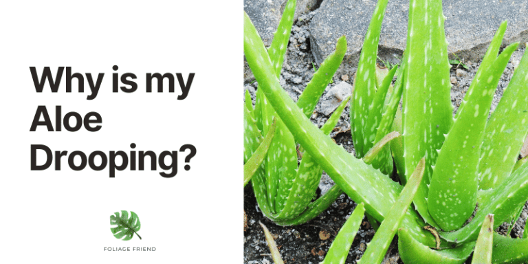 Why Is My Aloe Drooping? Exploring Causes and Solutions - Foliage ...
