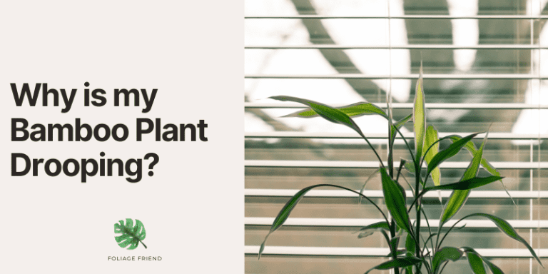 Why Is My Bamboo Plant Drooping? Causes and Solutions - Foliage Friend ...