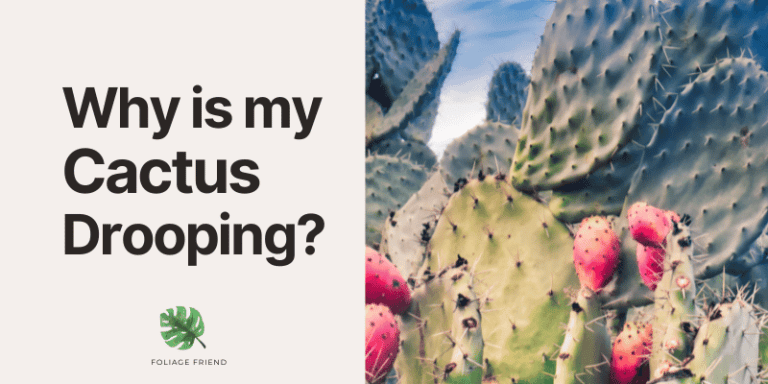 Why Is My Cactus Drooping? Causes and Solutions Explained - Foliage ...