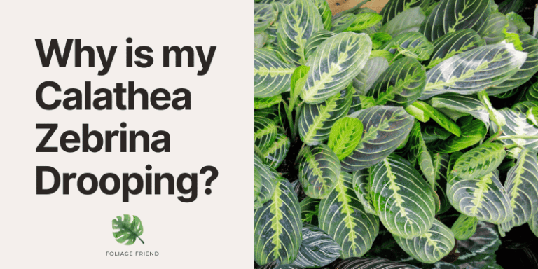 Why Is My Calathea Zebrina Drooping? Causes and Solutions - Foliage ...