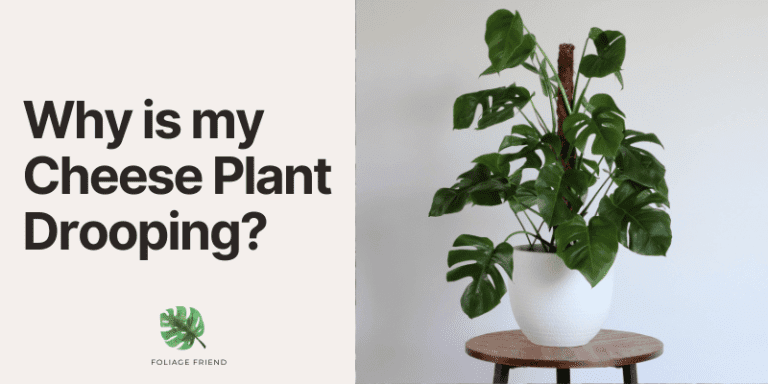 Why is My Cheese Plant Drooping? - Identifying and Solving the Issue ...
