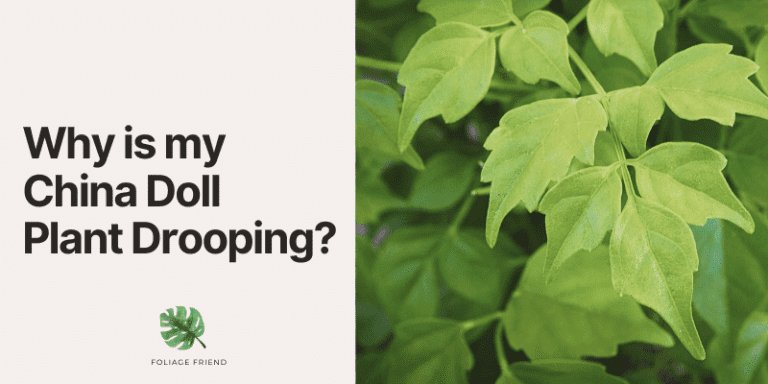 Why Is My China Doll Plant Drooping? Causes and Solutions - Foliage ...