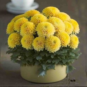 10 Flowers That Represent Sadness: The Beauty In Emotions - Foliage ...