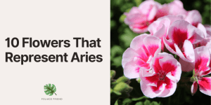 10 Flowers That Represent Aries: Fearlessly Blooming - Foliage Friend ...