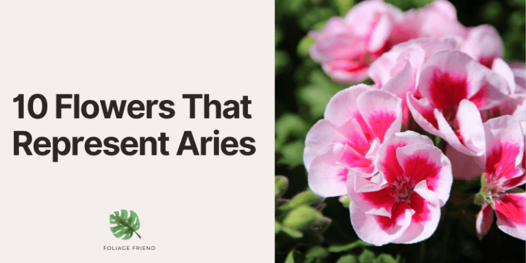10 Flowers That Represent Aries: Fearlessly Blooming - Foliage Friend ...