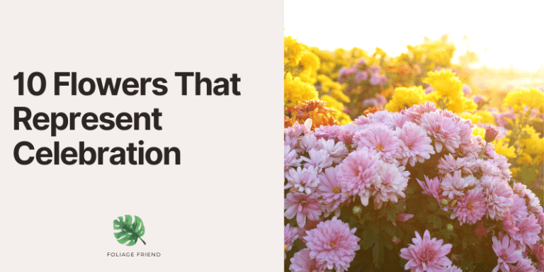 10 Flowers That Represent Celebration: Festive Blooms - Foliage Friend ...