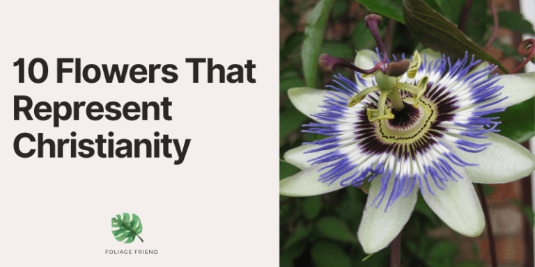 10 Flowers That Represent Christianity: Blooming With Spirituality ...