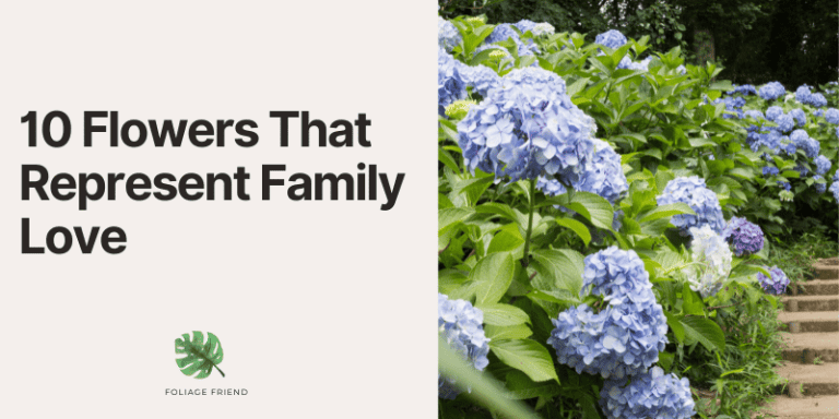10 Flowers That Represent Family Love: Bloom Together - Foliage Friend ...