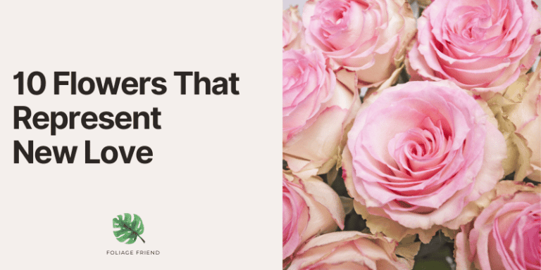 10 Flowers That Represent New Love: Blossoming Romance - Foliage Friend ...