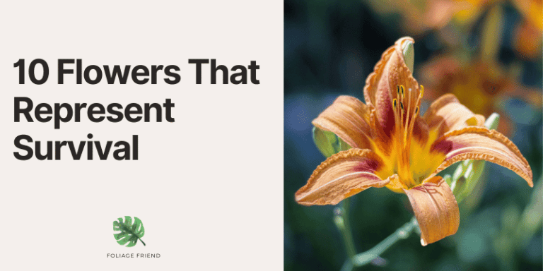 10 Flowers That Represent Survival: Blooming Against All Odds - Foliage ...