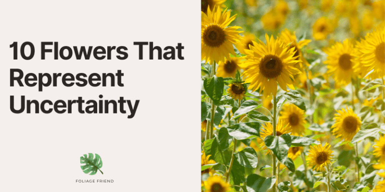 10 Flowers That Represent Uncertainty: Blooming Encouragement - Foliage ...