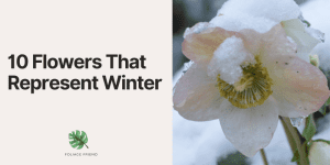10 Flowers That Represent Winter: Resilient Blooms - Foliage Friend ...