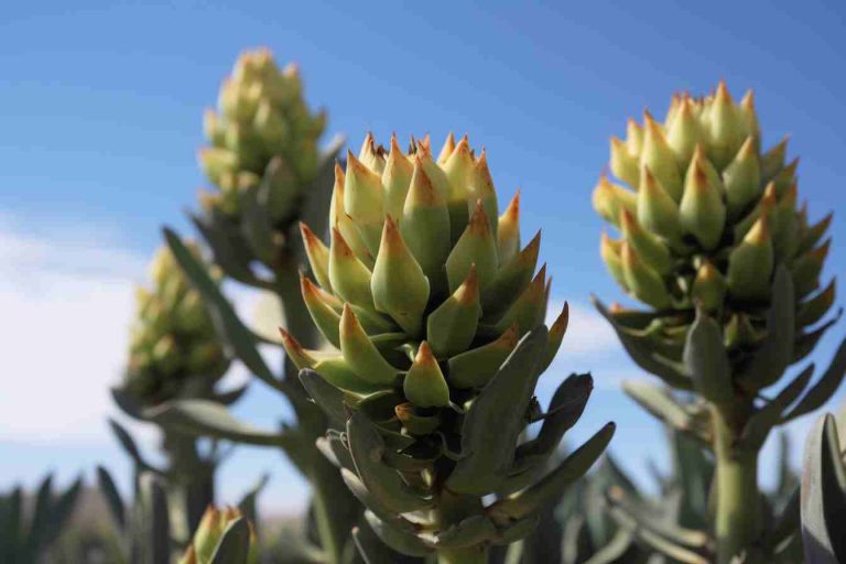 42 Flowers That Grow on Rocks: Discover Remarkable Species for Rock ...