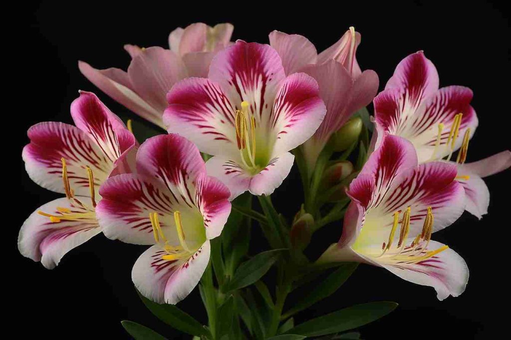 Alstroemeria Flower Meaning, Symbolism & Spiritual Significance - Foliage Friend - Learn About ...