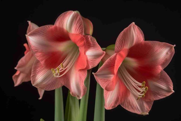 10 Flowers That Represent A New Beginning: A Fresh Start - Foliage ...