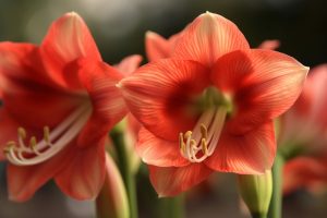 10 Flowers That Represent Maturity: Embrace Your Growth - Foliage ...
