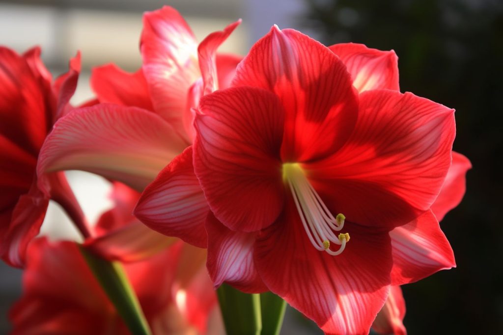 10 Flowers That Represent Prosperity: Unlocking Abundance - Foliage ...