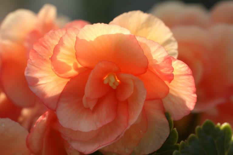 10 Flowers That Represent Angels: Heavenly Blooms - Foliage Friend ...