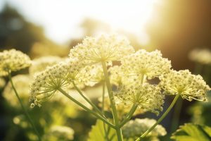 10 Flowers That Represent Angels: Heavenly Blooms - Foliage Friend ...