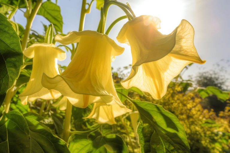 10 Flowers That Represent Heaven: Divine Beauty - Foliage Friend ...