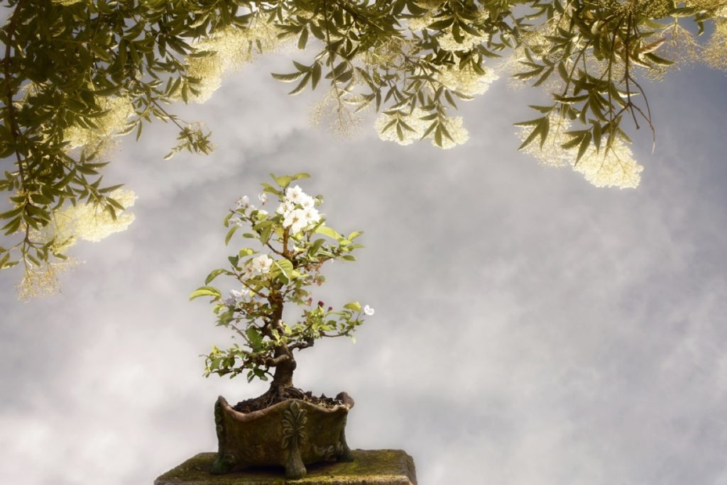 Flowering Bonsai Tree Types: A Compact Guide to Choosing Your Ideal ...