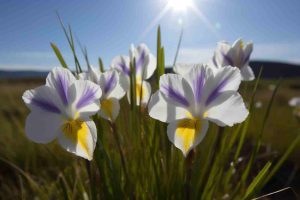 14 Flowers That Grow in Snow: Hardy Winter Bloomers to Brighten Your ...
