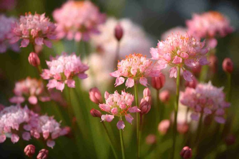 42 Flowers That Grow on Rocks: Discover Remarkable Species for Rock ...