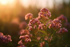 Flowers That Grow in Water: Discover 16 Aquatic Beauties for Your ...