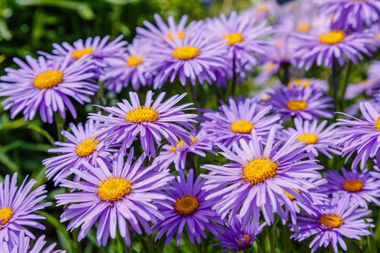 35 Flowers That Grow All Year Round: Your Ultimate Guide to Blooming ...