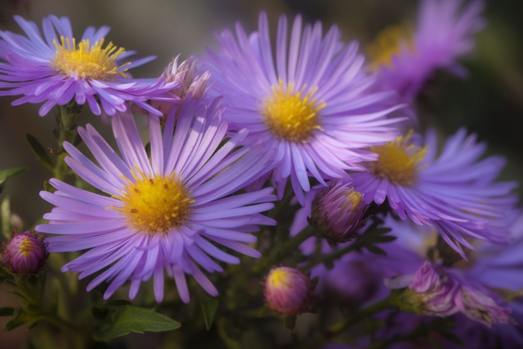 Flowers That Represent The Months: Birth Month Blooms - Foliage Friend ...