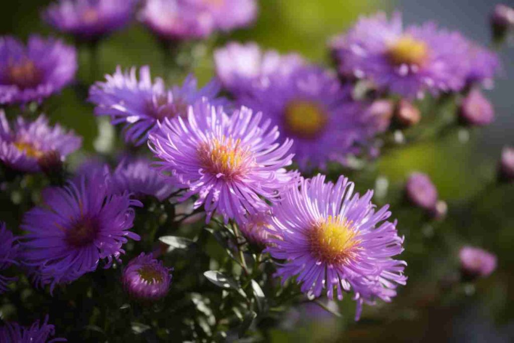 19 Flowers That Grow in Fall: Your Ultimate Guide to Vibrant Autumn ...