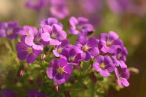 42 Flowers That Grow on Rocks: Discover Remarkable Species for Rock ...