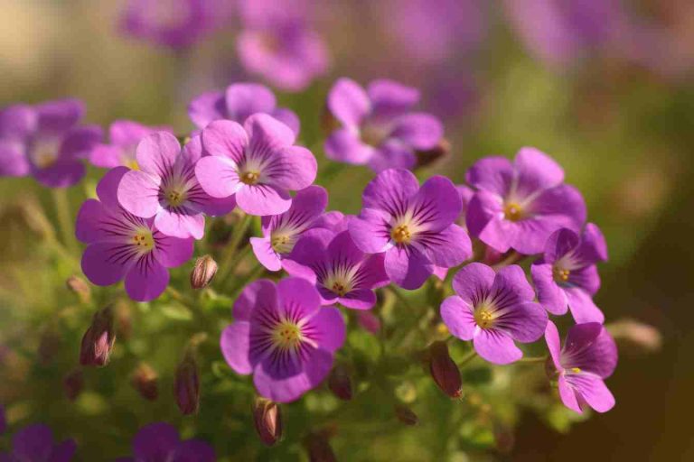 42 Flowers That Grow on Rocks: Discover Remarkable Species for Rock ...