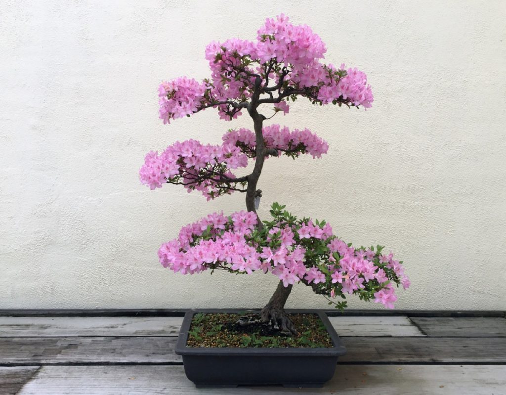 8 Best Bonsai Trees: Expert Tips for Choosing the Perfect Plant ...