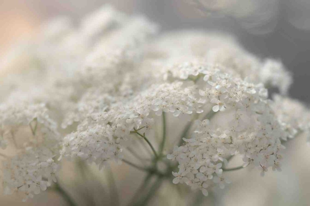 10 Flowers That Represent Silence: Peaceful Blooms - Foliage Friend ...