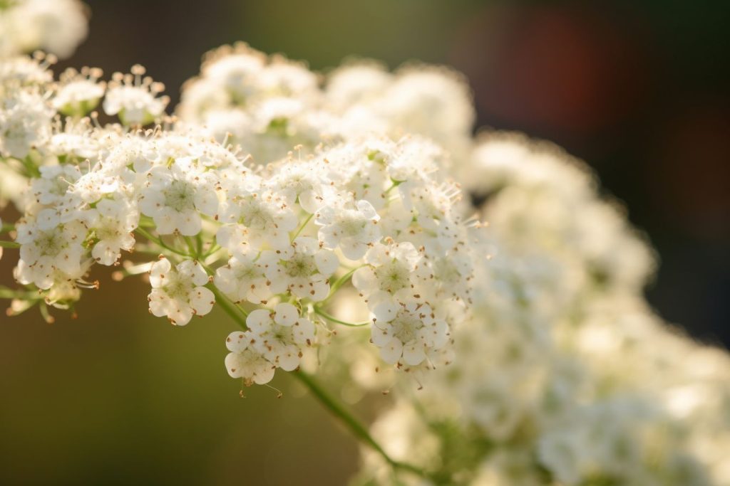 10 Flowers That Represent Safety: Floral Guardians - Foliage Friend ...