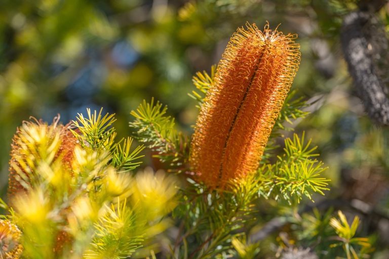 10 Flowers That Grow After a Forest Fire: Nature's Resilient Beauties ...