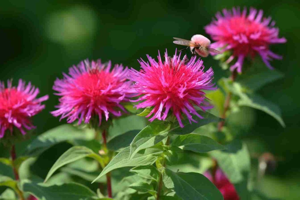 29 Flowers That Grow in Full Sun: Discover Vibrant, Sun-Loving Beauties ...
