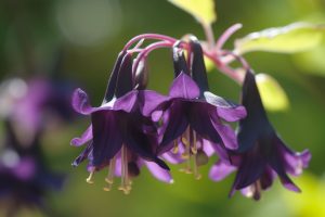 10 Flowers That Represent Hades: Blooms Of the Underworld - Foliage ...