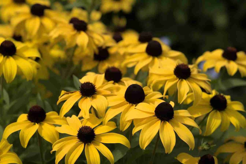 10 Flowers that Grow Fast: Speedy Bloomers to Beautify Your Garden ...