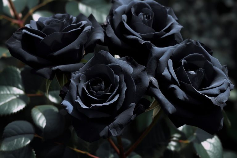 10 Flowers That Represent Heartbreak: Blooms Of Lost Love - Foliage ...